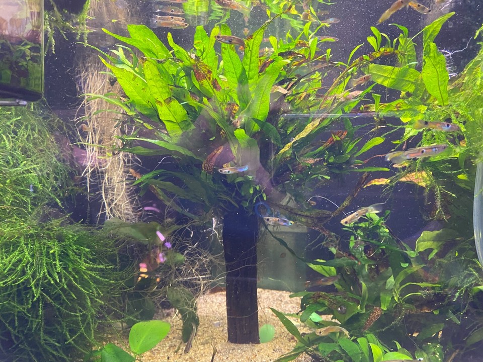 100 Aquarium Freshwater Java Fern - narrow/standard leaves small/med ...