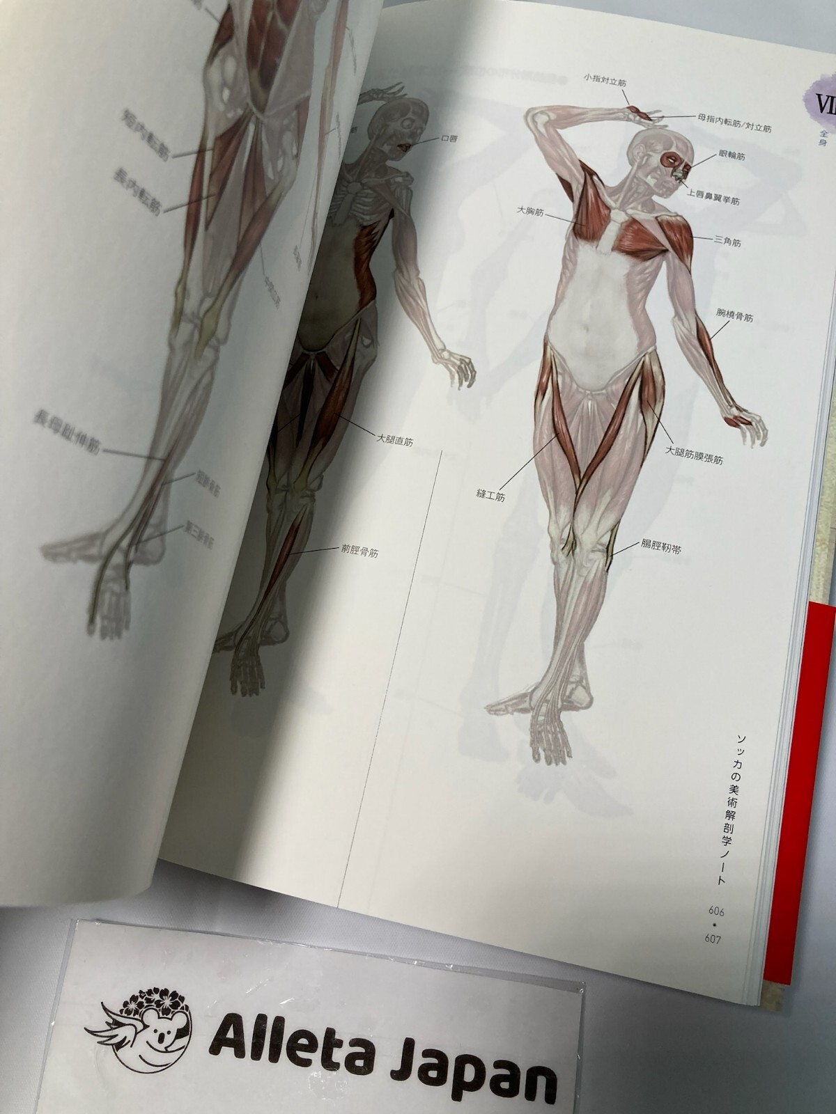 Stonehouse's Anatomy Note Socca Suk Jong Hyun How to Draw Human Body ...