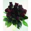 'Black Baccara' rose - 5 semi green stem not rooted cuttings- rare and ...
