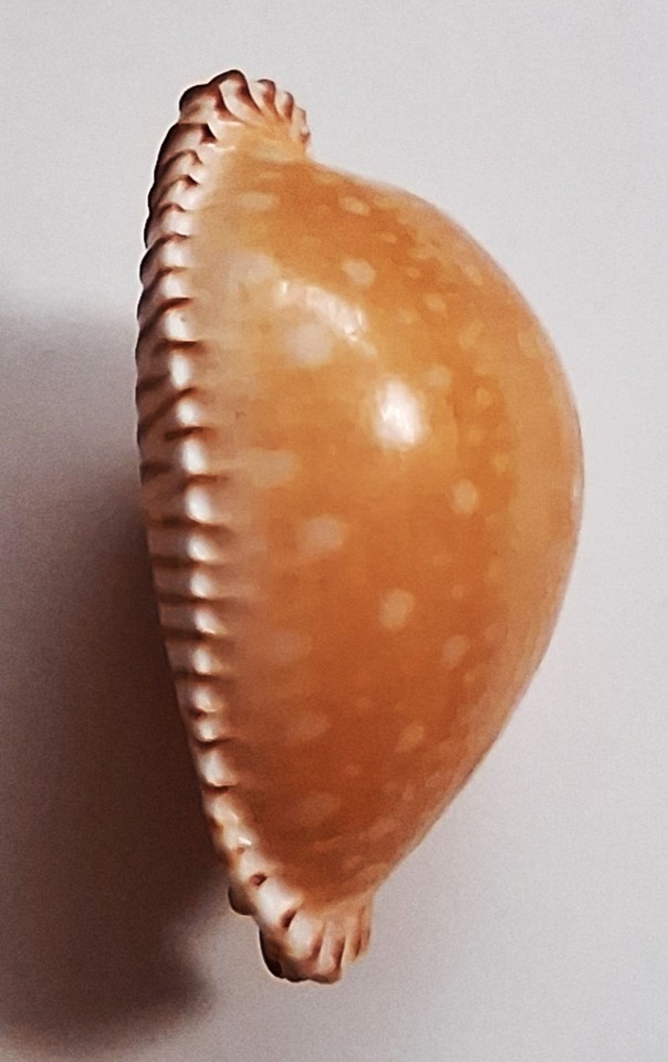 Sea shell Cypraea guttata 44mm, F+++, nice form, RARE specimen, SUPERB ...