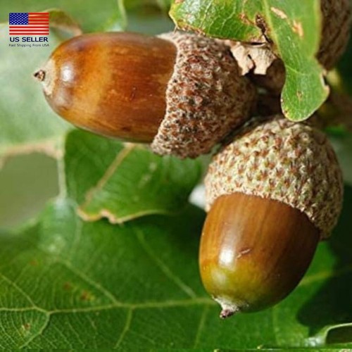 Rare Sawtooth oak Tree 16-18" Tall Live Plant Quercus acutissima Free ...