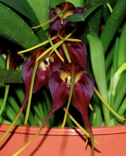 Masdevallia rolfeana Large-flowering Clone Intermediate Orchid Species ...