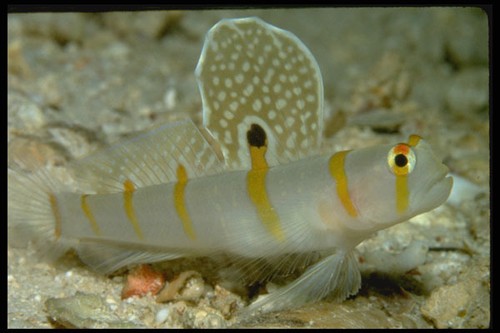 634016 This Rare Sailfin Goby Is Extremely Shy And Secretive A4 Photo ...
