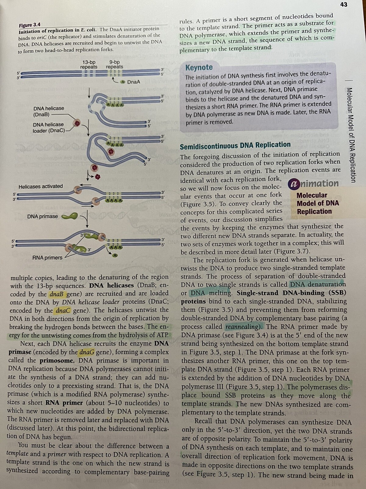 Peter Russell: iGenetics, A Molecular Approach, 3rd Ed. (Hardcover) | eBay