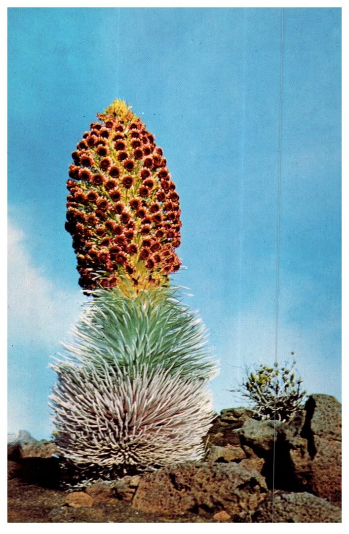 The Haleakala Silversword Protected In Haleakala National Park Cactus ...