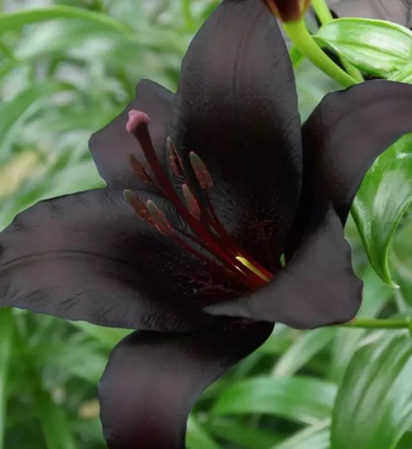 Lily Night Rider Asiatic Lily Bulb Unusual Rare Black Flowers Pots x 5 ...