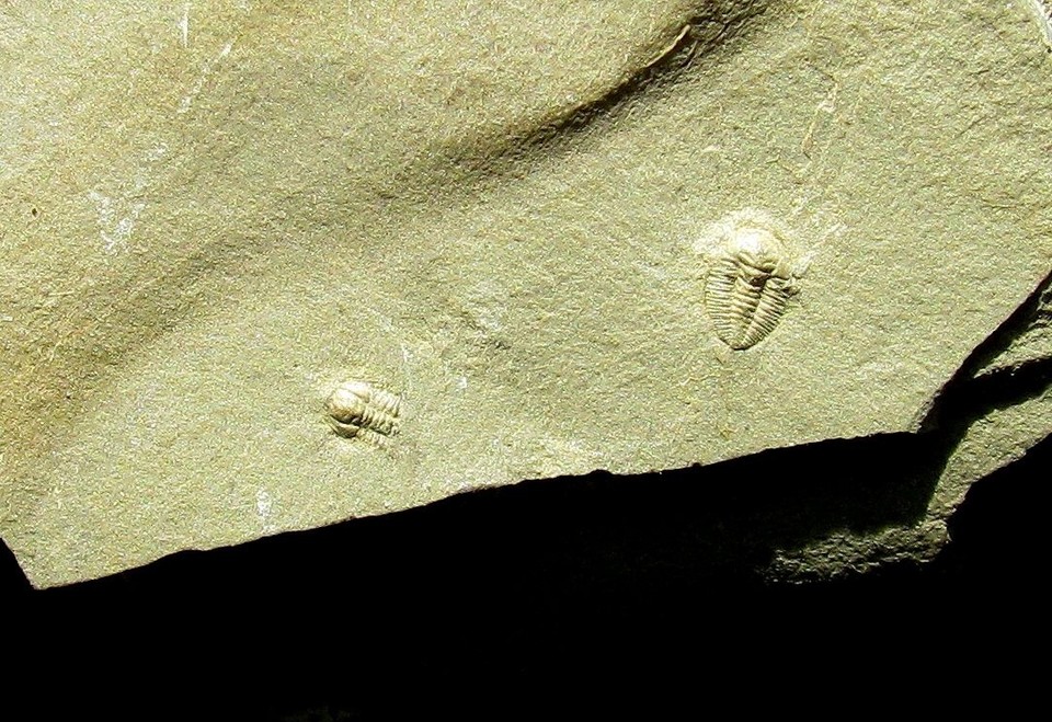 EXTINCTIONS- UNIQUE, RARE DOUBLE PARABOLINA TRILOBITE AND GRAPTOLITE ...