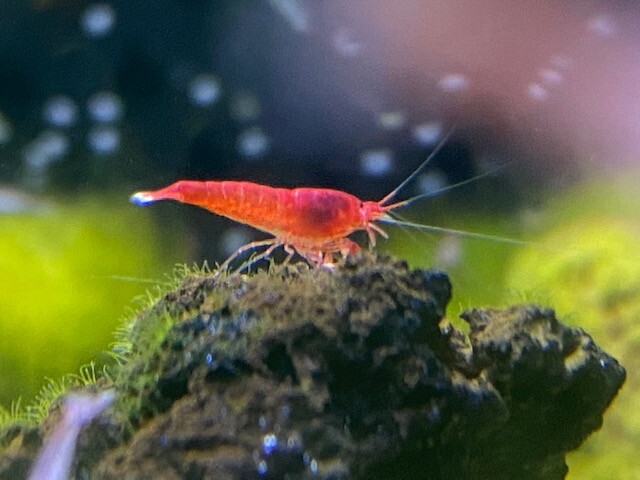 TALL GLASS OPAE ULA HAWAIIAN RED SHRIMP OPEN ECOSPHERE WITH 10+ LIVE ...