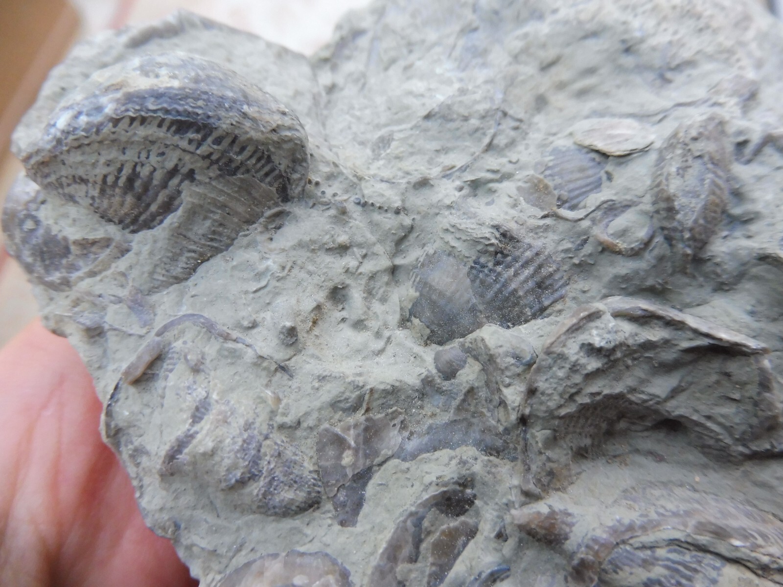 Fossil Brachiopods etc... Wren's Nest (Wenlock Limestone), UK ...