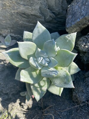 RARE Dudleya farinosa “Powdery Dudleya" succulent | eBay