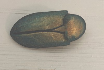 Leather bug beetle brooch pin boho | eBay