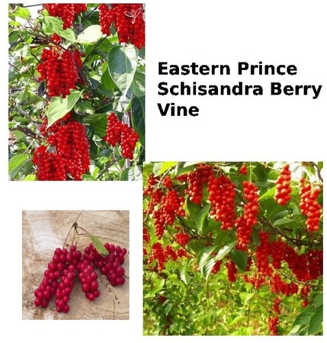 Eastern Prince Schisandra Berry Vine in 4"Pot Zone 4-10. Schisandra ...