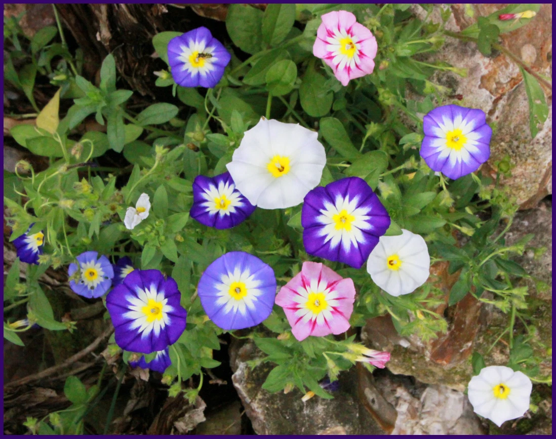 Belles Fleurs De Jour