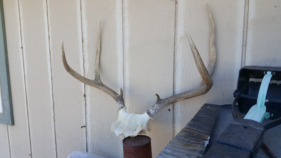18 7/8 wide 4x3 Colorado MULE DEER RACK antlers whitetail mount sheds ...