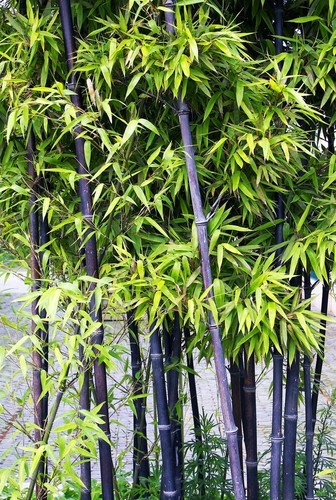 50+Black Bamboo seeds Bamboo Bonsai Garden Home Decoration Cold ...