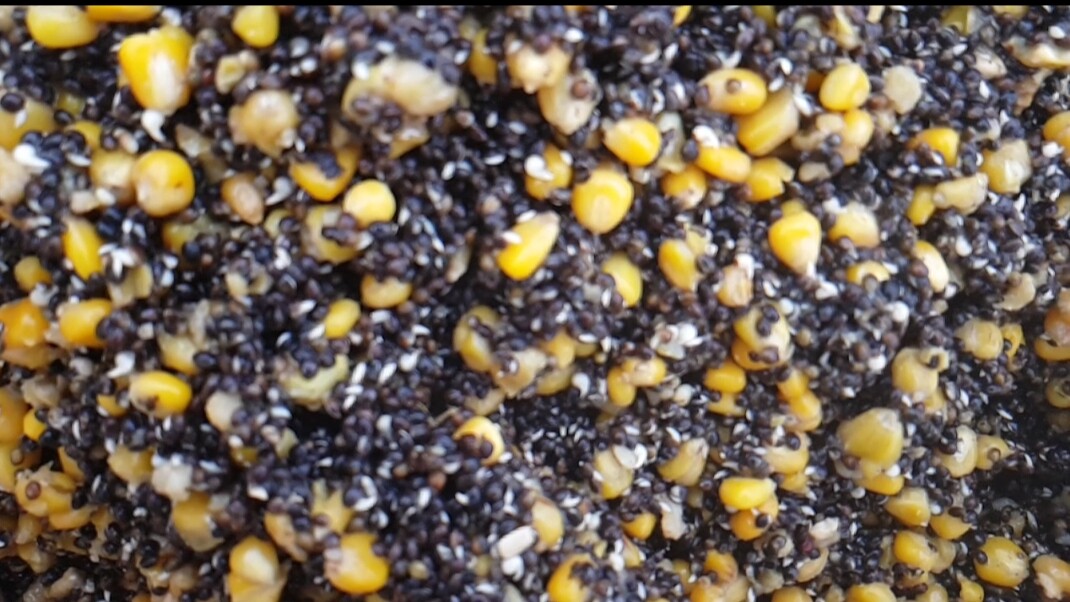 Hemp and Maize 2.5kg-20kg | eBay