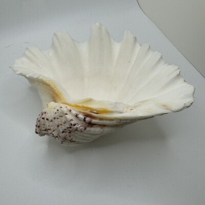 Rare Large & Heavy 10” REAL Giant Half Clam Shell Decorative Bowl ...