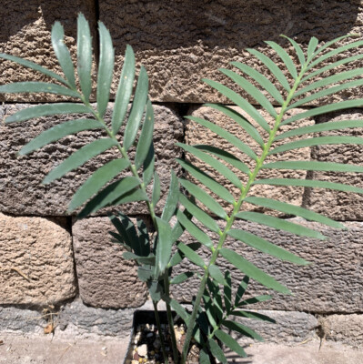 Encephalartos Cerinus WAXEN CYCAD Dwarf Blue Plant Ice Blue Cycads ...