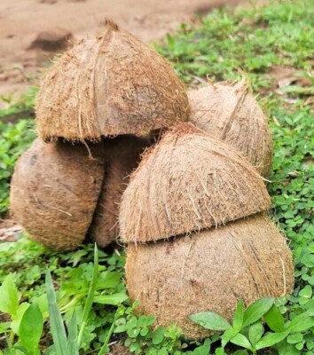 Coconut Shells Ceylon 100% Natural Halves Eco Friendly Organic Decorate ...