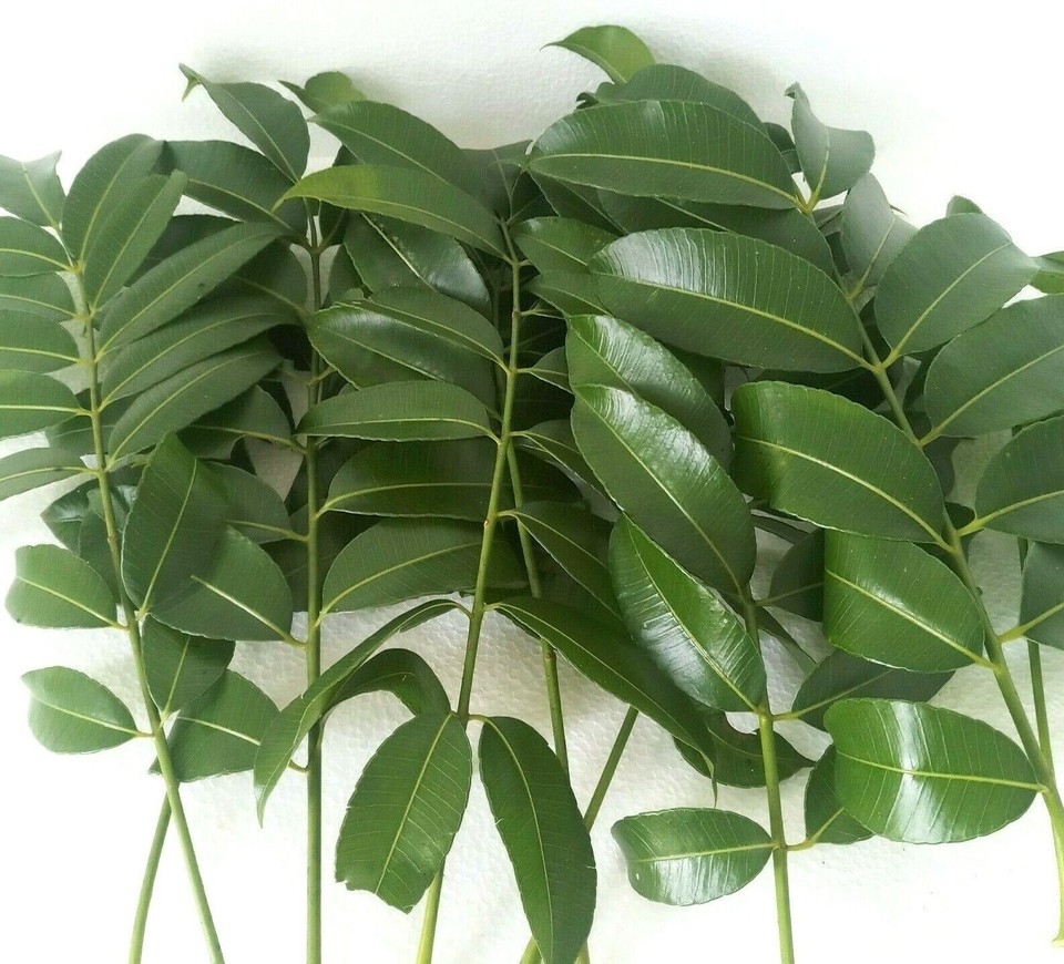 Dried Ambarella/Spondias Dulcis Leaves Natural Organic Healthy Herbal ...