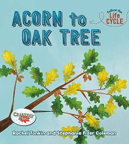 Acorn to Oak Tree (Follow the Life Cycle) - Paperback By Tonkin, Rachel ...