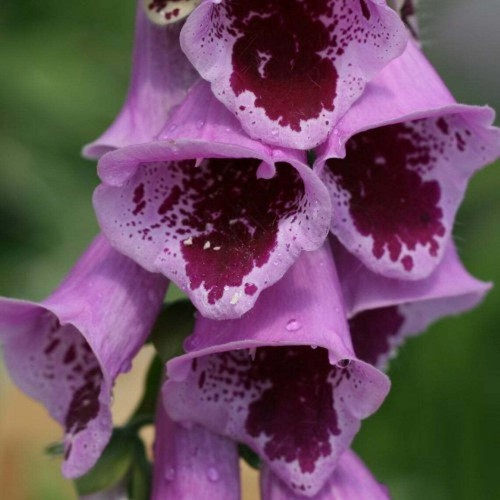 200+ FOXGLOVE SUGAR PLUM DIGITALIS FLOWER SEEDS / SUN OR SHADE ...