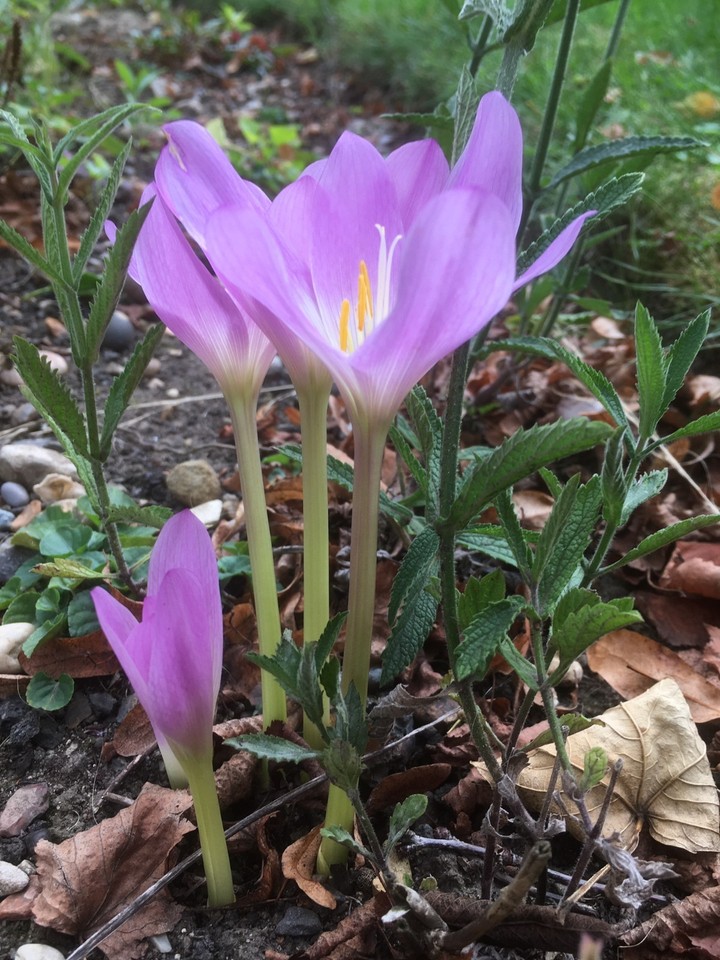 Colchicum Mells Park 5 corms. Rarely Offered Variety | eBay UK