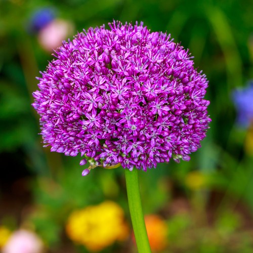 Allium Ambassador - Deep Purple Ornamental Onion Flower Bulbs for ...