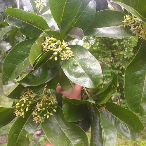 Acronychia Pedunculata Dried Leaves Claw Flowered Laurel Sri Lanka ...