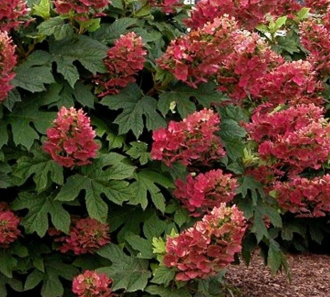 Oakleaf Hydrangea Ruby Slippers