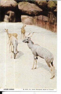 lesser kudos antelope theme postcard circa 1953 st louis zoo | eBay