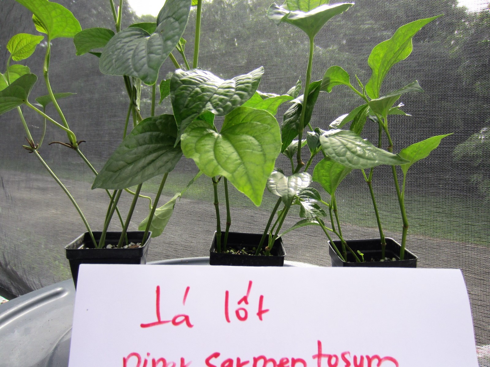 6 Lalot PLANTS up to 12" Each Piper Lalot Lolot Sarmentosum Spice | eBay