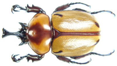 Insect - DYNASTIDAE Brachysiderus quadrimaculatus - Peru - Male 40mm ...