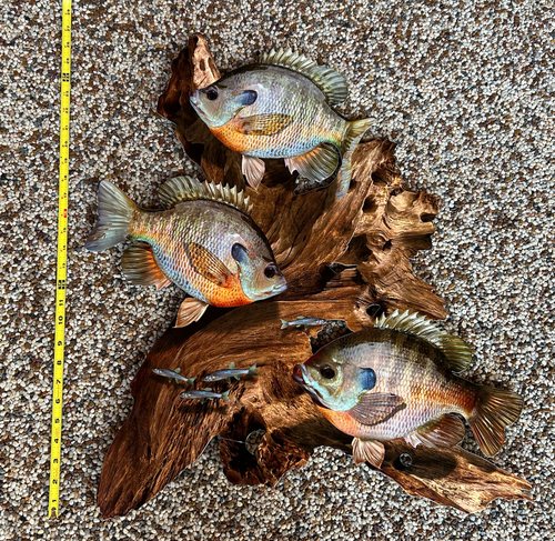 Bluegill Replica Driftwood Scene, Rustic Decor, Lodge Decor, Bluegill ...