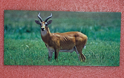 Carte MERVEILLES DU MONDE Nestlé n° 122 LE COBE DE BUFFON Image ...