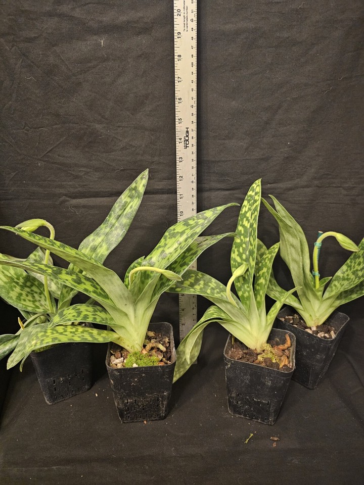 In Spike Paphiopedilum Janet Kunkle. Blooming size Paphiopedilum orchid ...