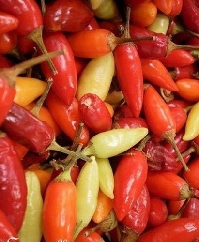 PIMENT Très FORT 'Caribbean Red' -Capsicum ♫ Graines ♫ Plante Déco ...