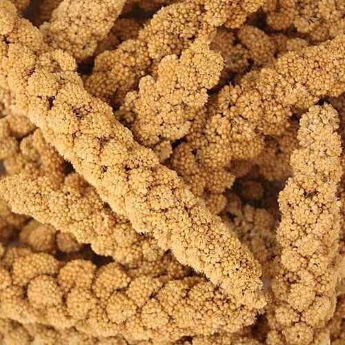 Millet Sprays Seeds Bird Budgies Finches Canaries Sparrows Doves Yellow ...
