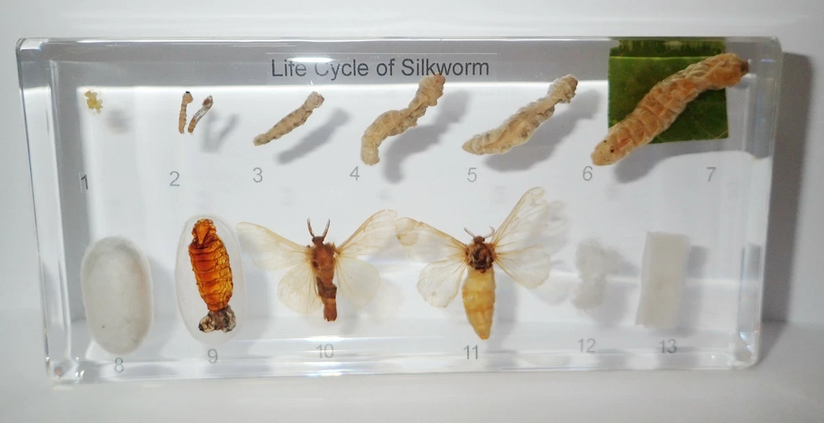 Silk Moth Life Cycle
