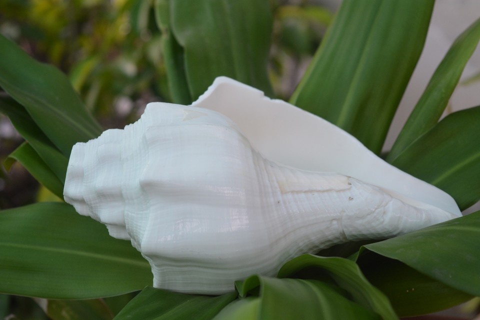 6" Blowing Shankh | Natural Conch Shell for Hindu Puja, Daily Prayer ...
