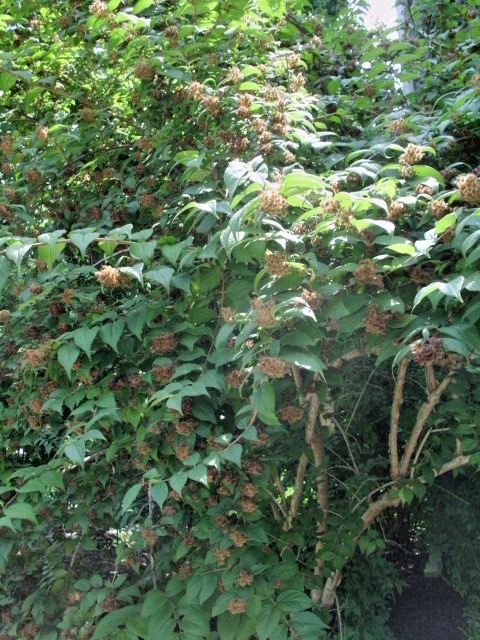 25 RUYS PINK BEAUTY BUSH SEEDS - Kolkwitzia amabilis | eBay