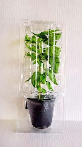 Live Plant Shipper 7 inch Clone Shipping Clamshell Packaging | eBay