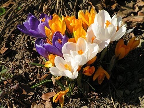 Mixed Crocus Bulbs Large Flowering Mix of Whites Purples Blues and ...