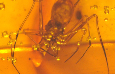 Beautiful Assassin Pelican Spider with Prey in Baltic Amber Fossil ...