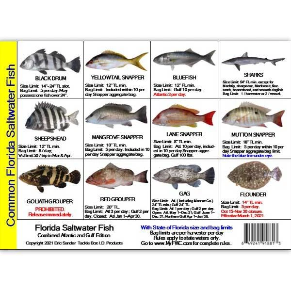 Saltwater Flats And Shallows Fish Poster And Identification