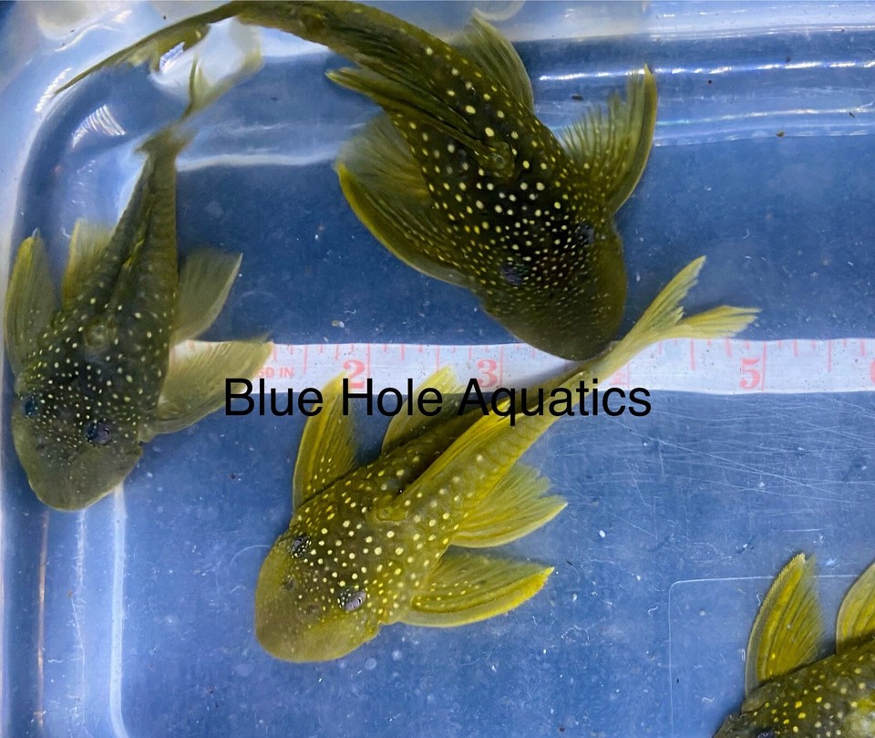 L200 Green Phantom Pleco 4.5-5.5” Live Fish | eBay