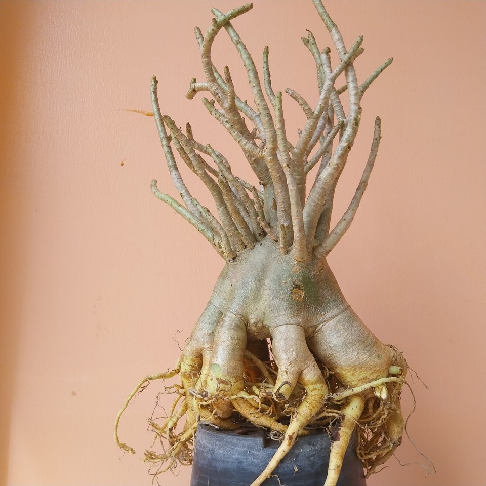 Desert Rose adenium socotranum thai soco | eBay