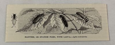 1885 book engraving ~ BLISTERS or Spanish Flies, with larva | eBay
