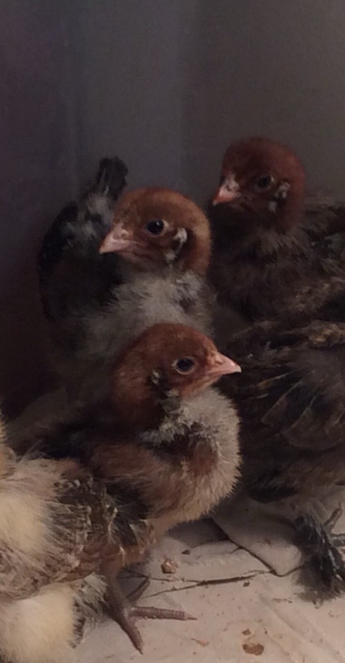 12 RARE Gold Deathlayer eggs. Npip | eBay