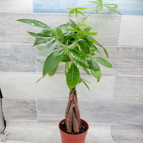Money Tree – Pachira aquatica, Braided Trunk Plant 4” Pot, Feng Shui ...